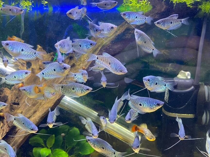 Гурами пятнистый 8 мес