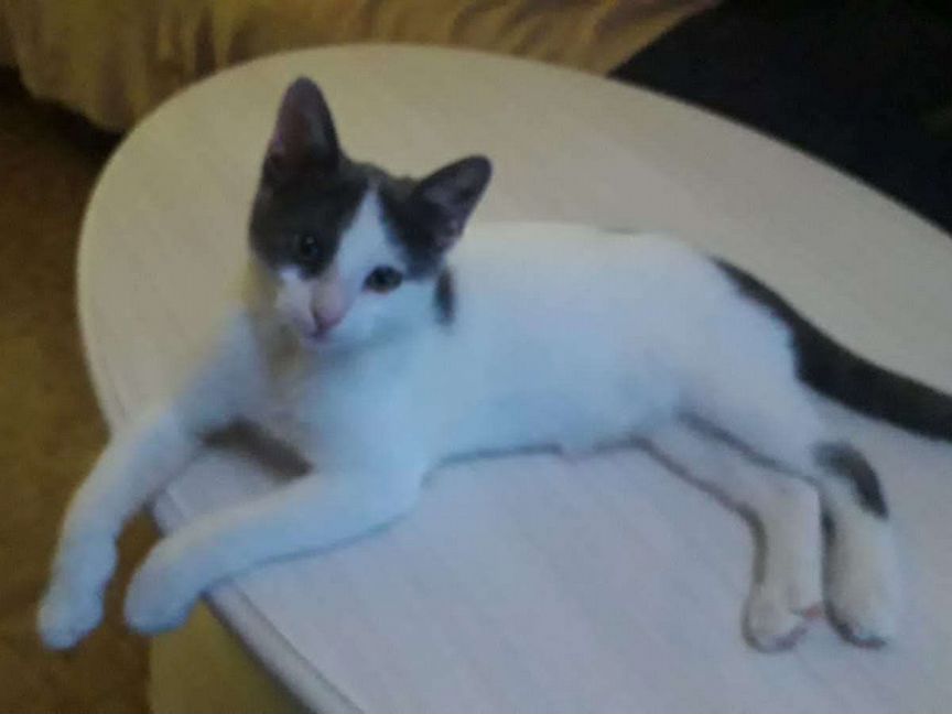 Котенок мальчик подросток в добрые руки