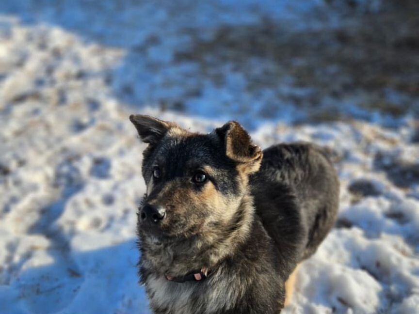 Собака в добрые руки