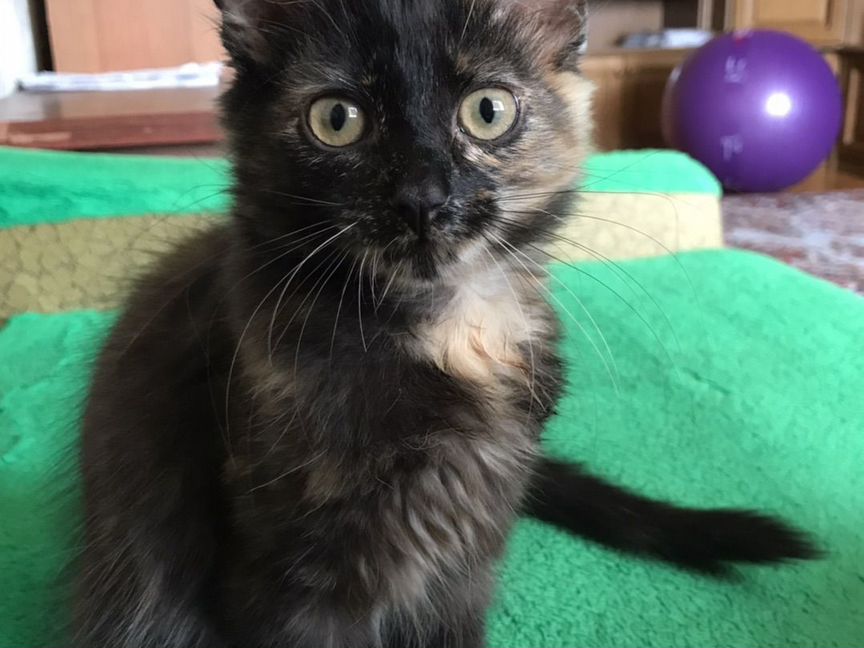 Черный котенок девочка