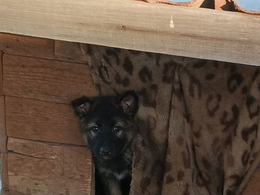 Щенки овчарка+лайка