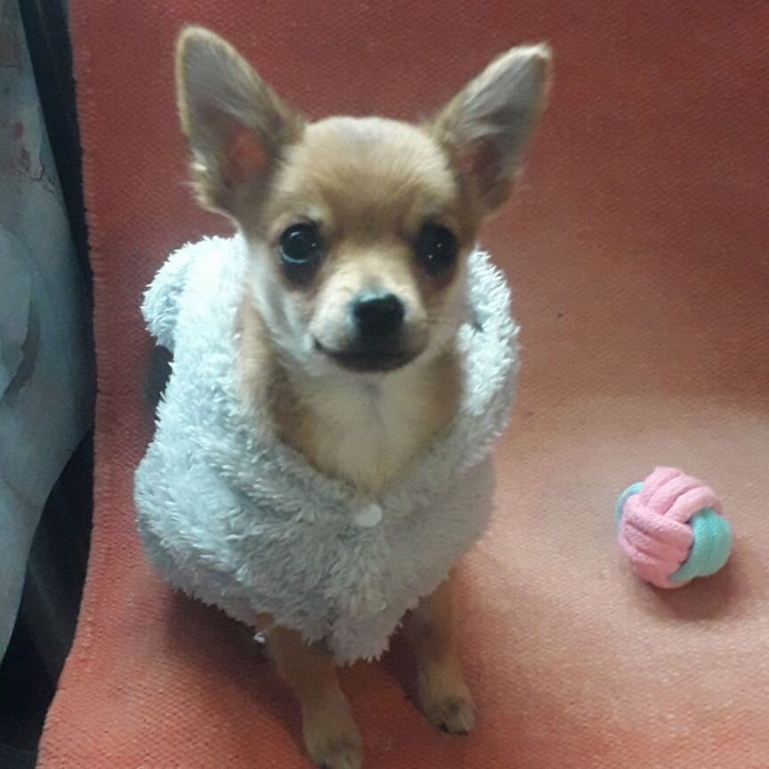 Чихуахуа, щенок