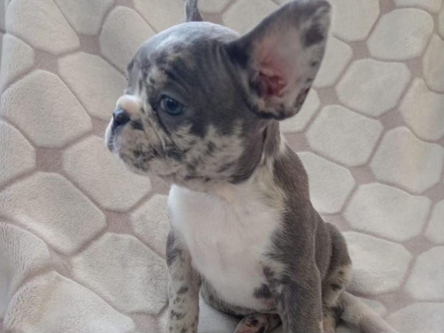 Щенки французского бульдога