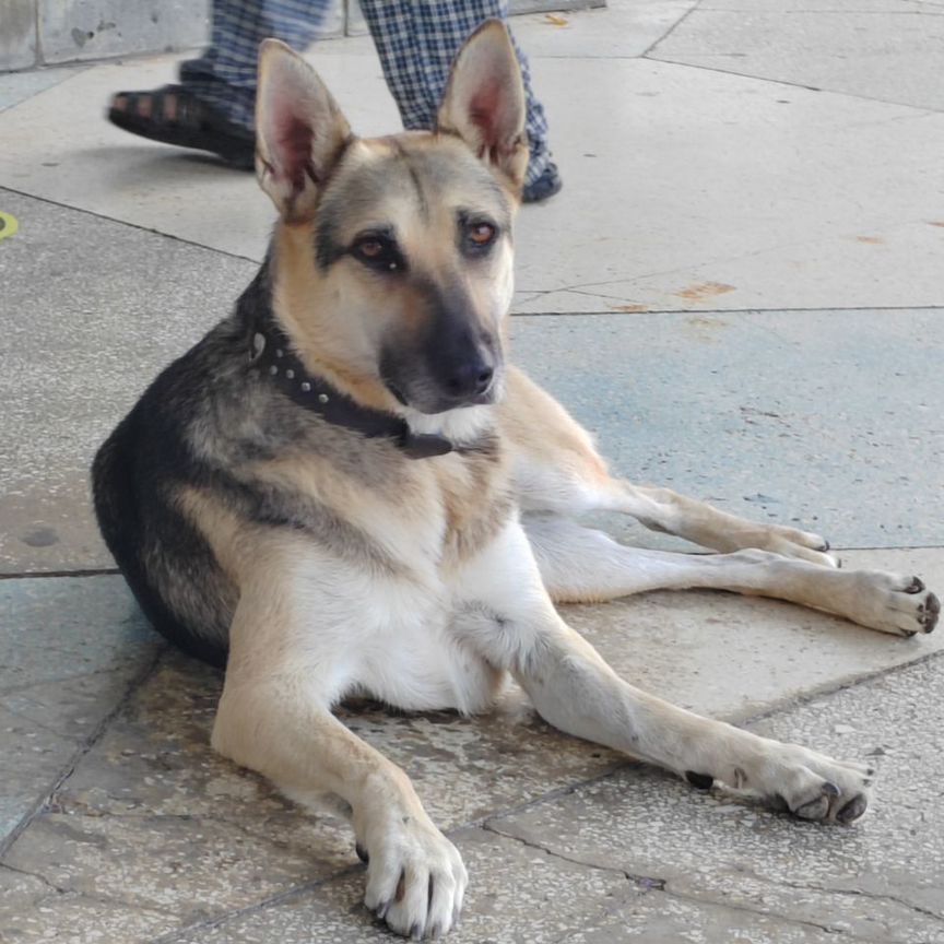 Метис овчарки в добрые руки