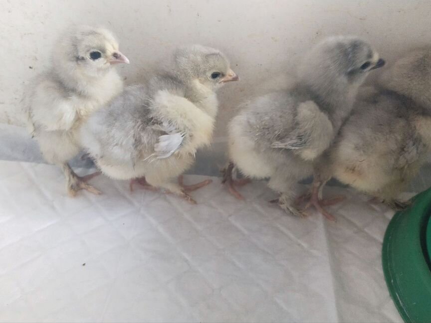 Цыплята Брама Темная,куроп.,Лаванда,Изабелла