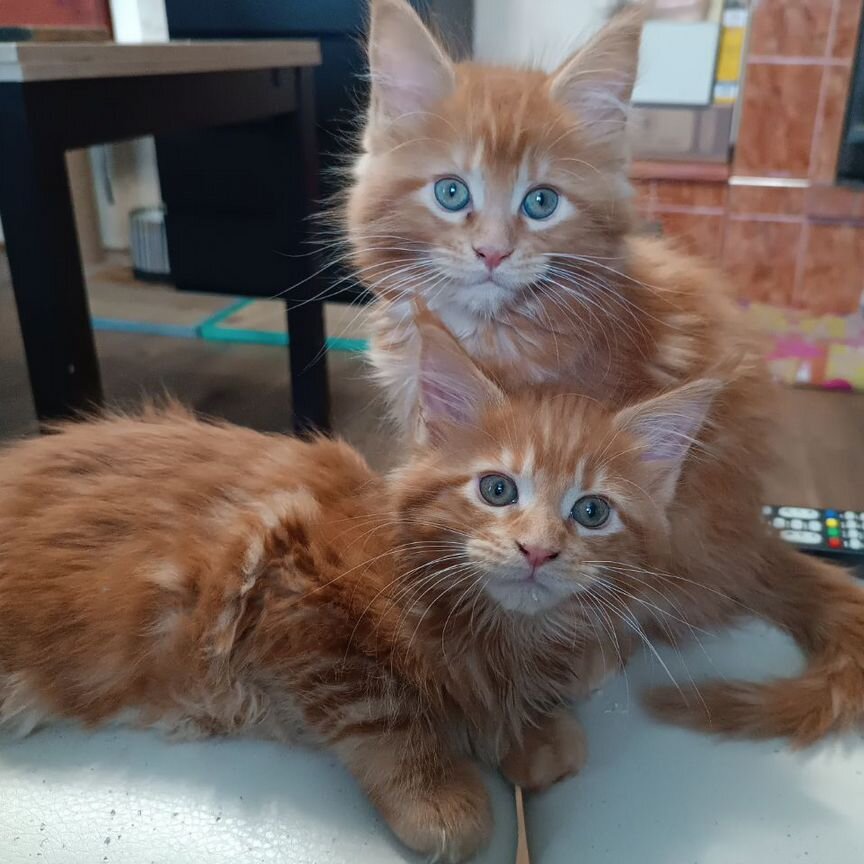 Котята мейн кун красный мрамор