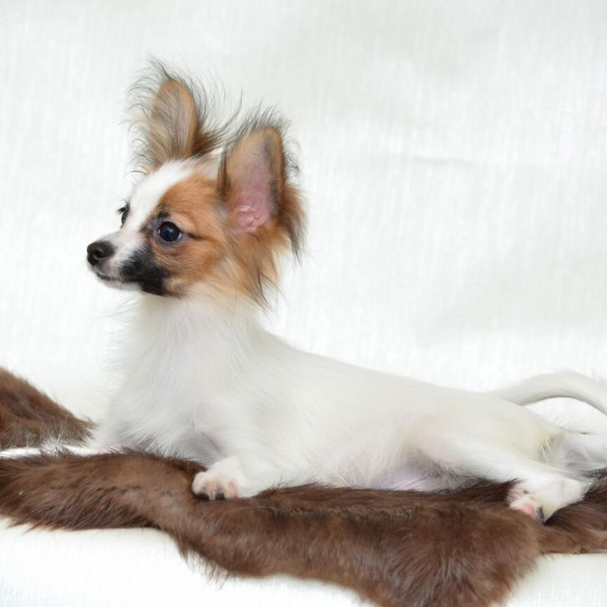 Мальчик папийон бело соболиный