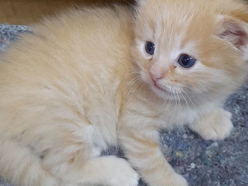 Котенок персиковый