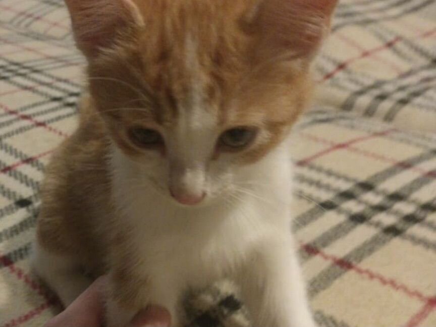 Котик рыжее солнышко