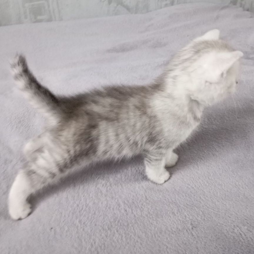 Шотландский вислоухий короткошёрстный котёнок