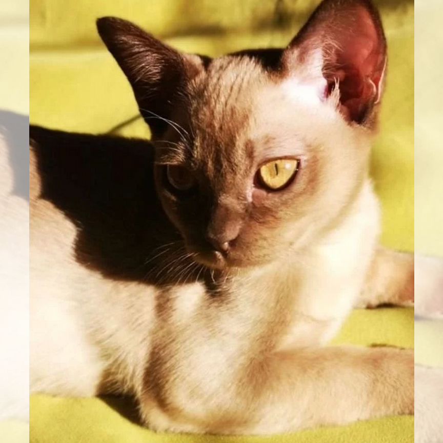 Котёнок от частного владельца