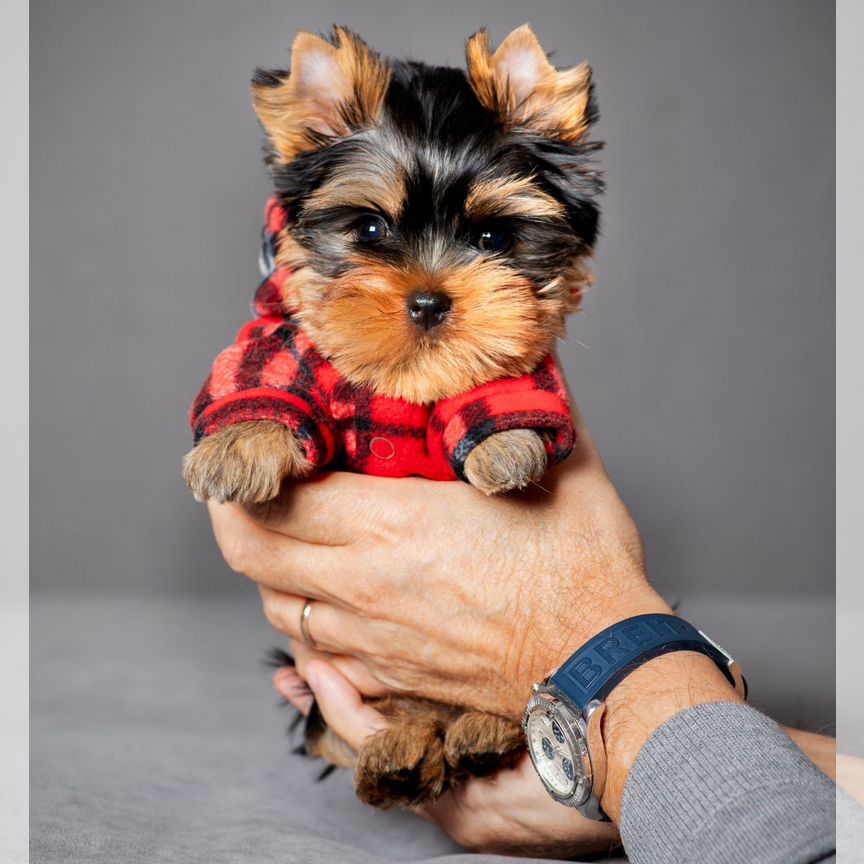 Йоркширский терьер, щенок