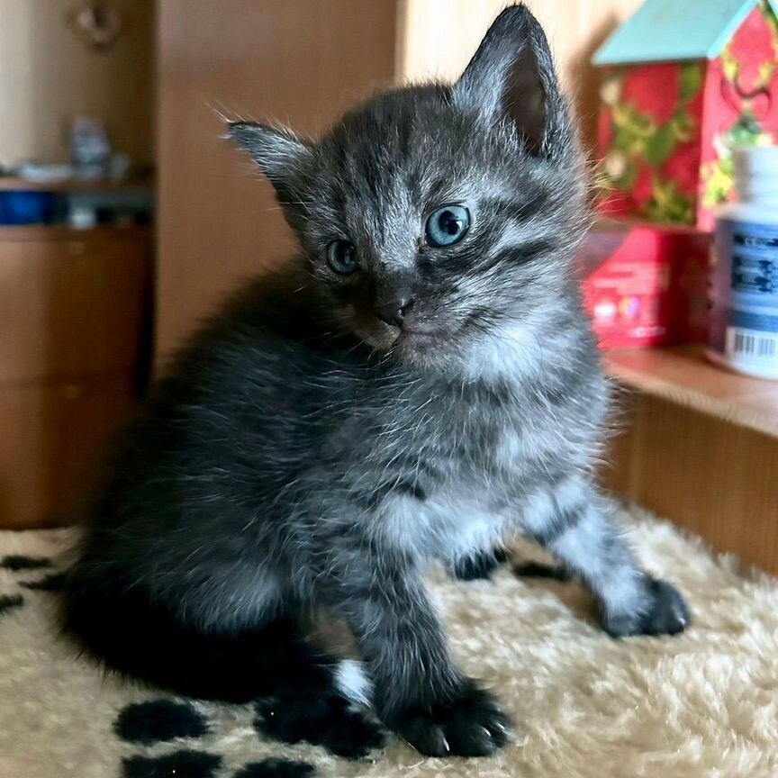 Отдам в добрые руки котят от домашней кошки
