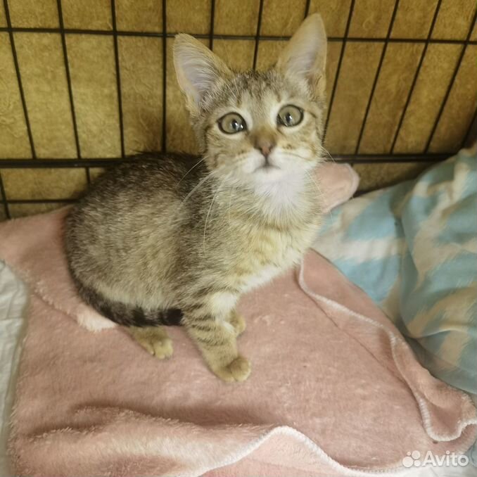 Котенок хочет бегать а не сидеть в клетке