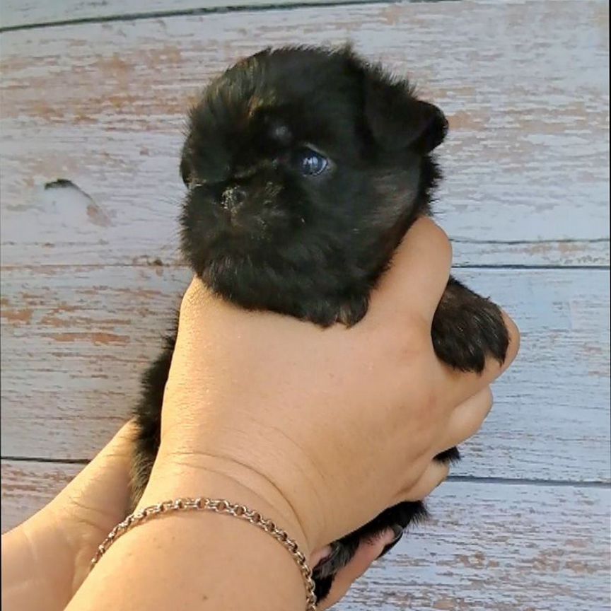 Чёрно-подпалый мальчик