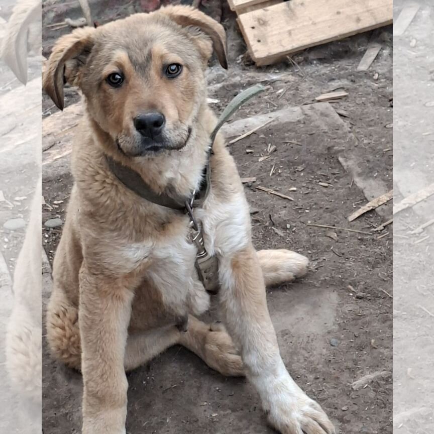 Щенок в добрые руки