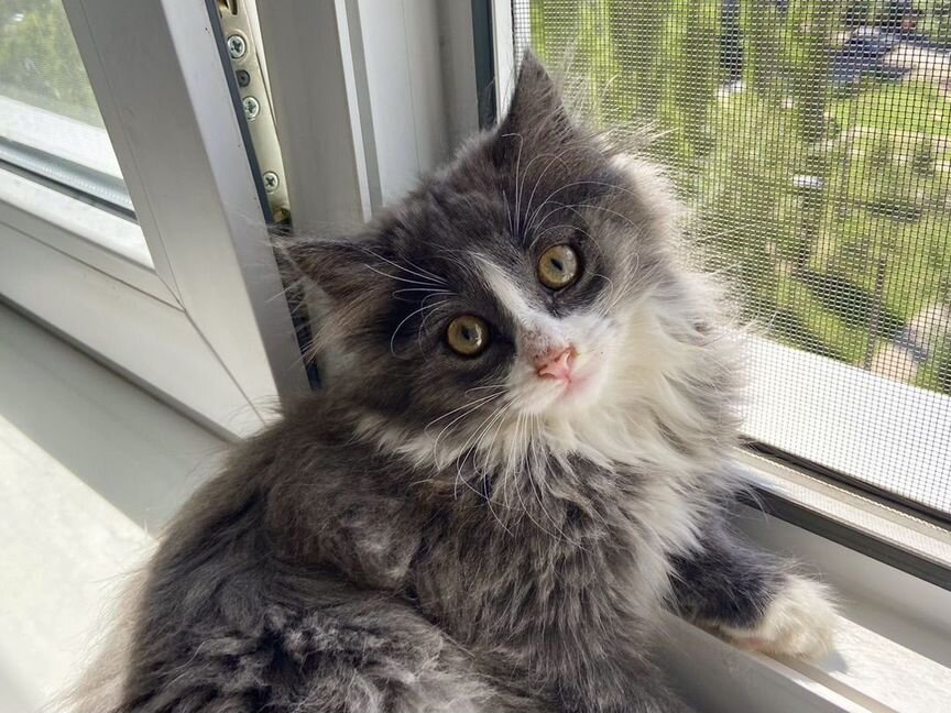 Котенок ищет дом