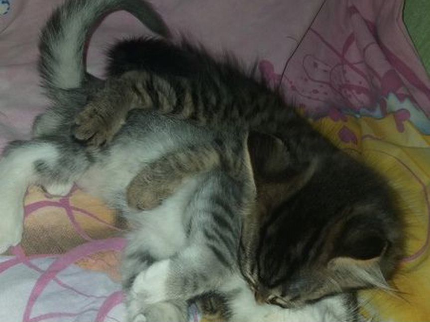 Отдам котят солнышек