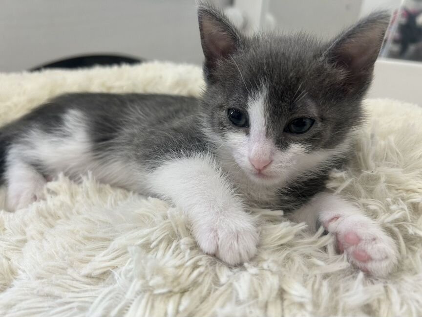 Котенок девочка