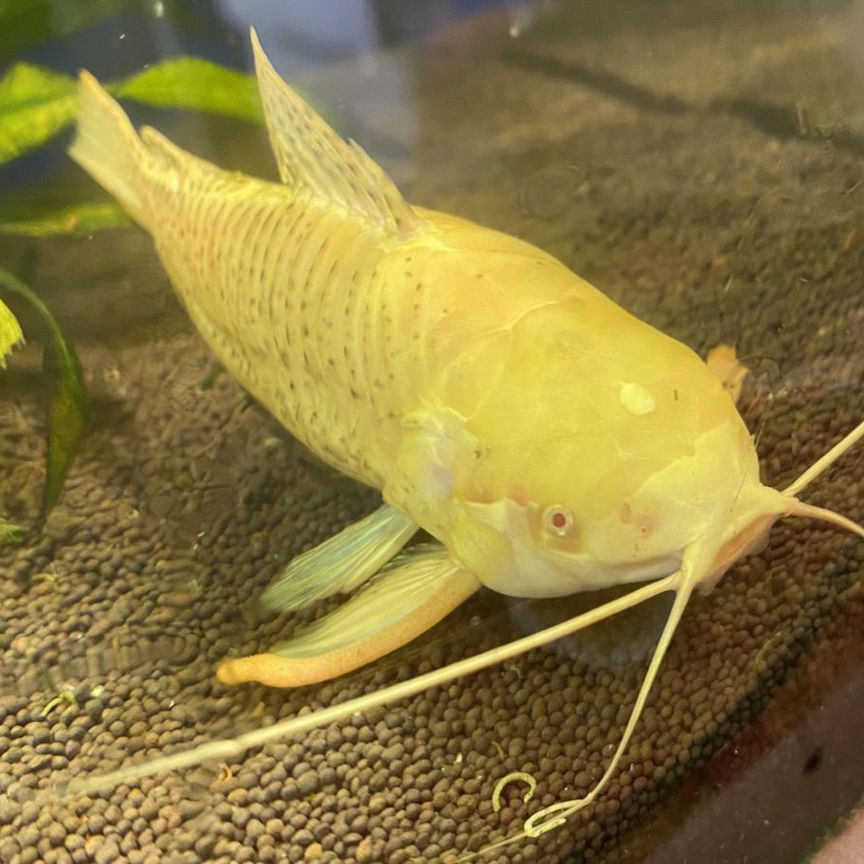 Аквариумные сомики