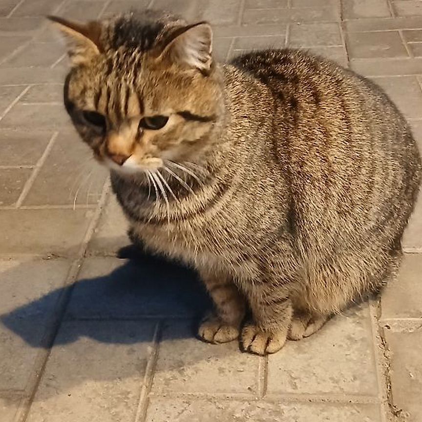 Котик