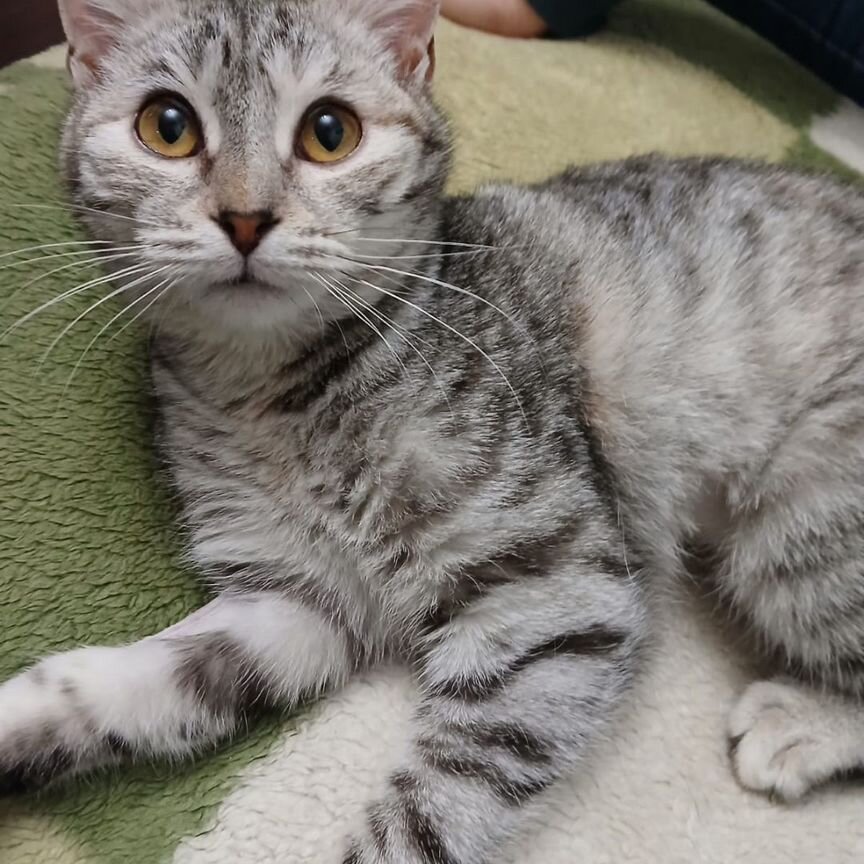 Самая ласковая Валентина ищет дом