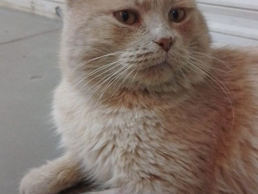 Кот в добрые руки