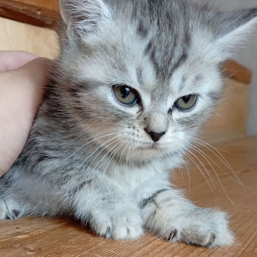 Шотландские котята