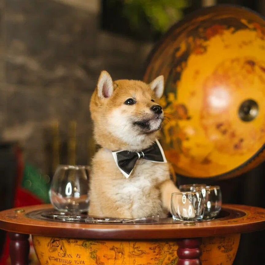 Сиба ину шенки