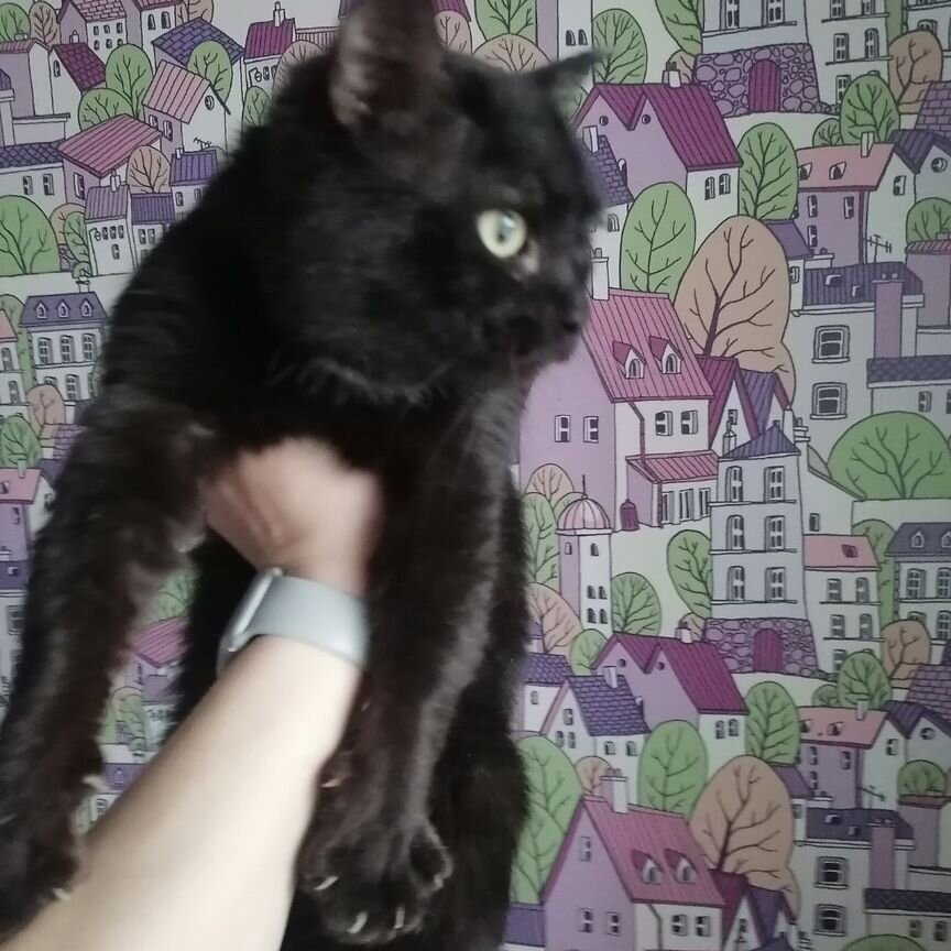 Чингиз, ищет дом)