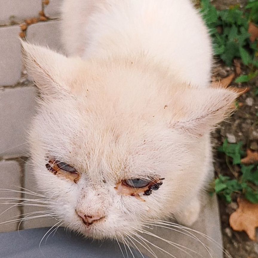 Породистая кошка ищет дом