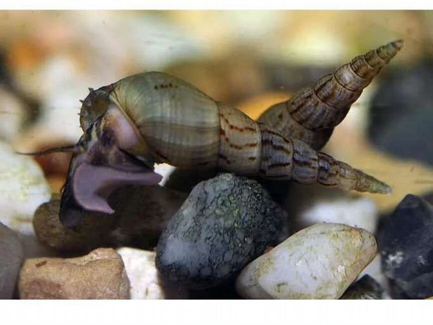 Улитки аквариумные