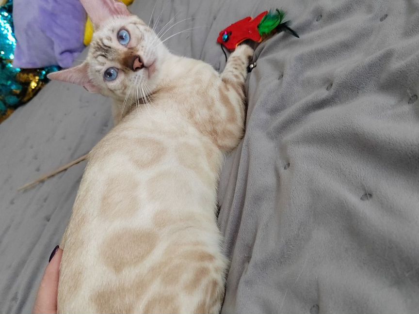 Бенгальская кошка