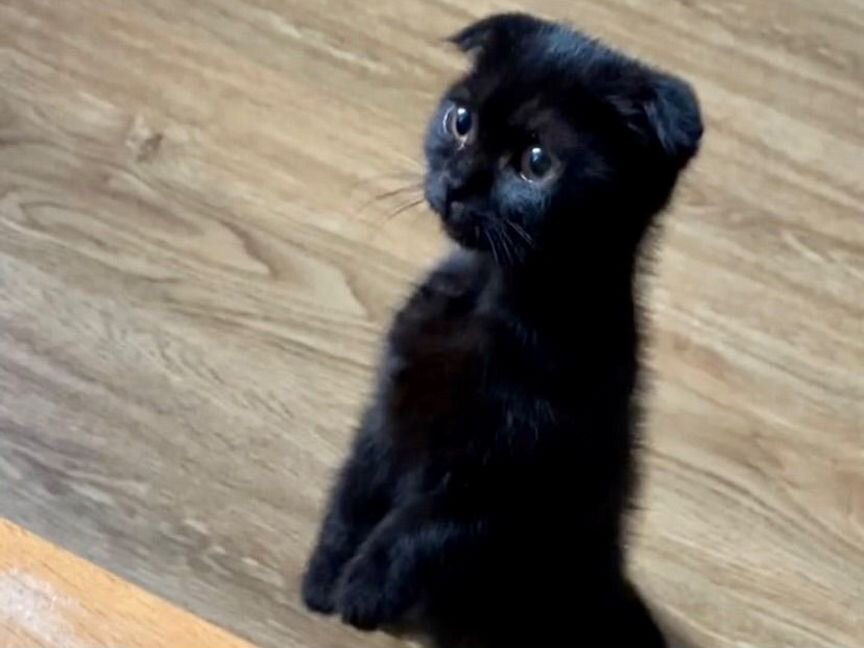 Британский вислоухий котенок