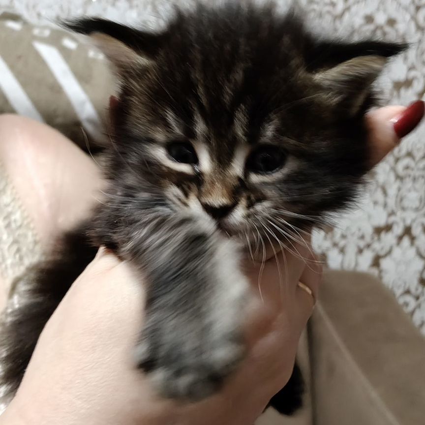 Мейн-кун котёнок