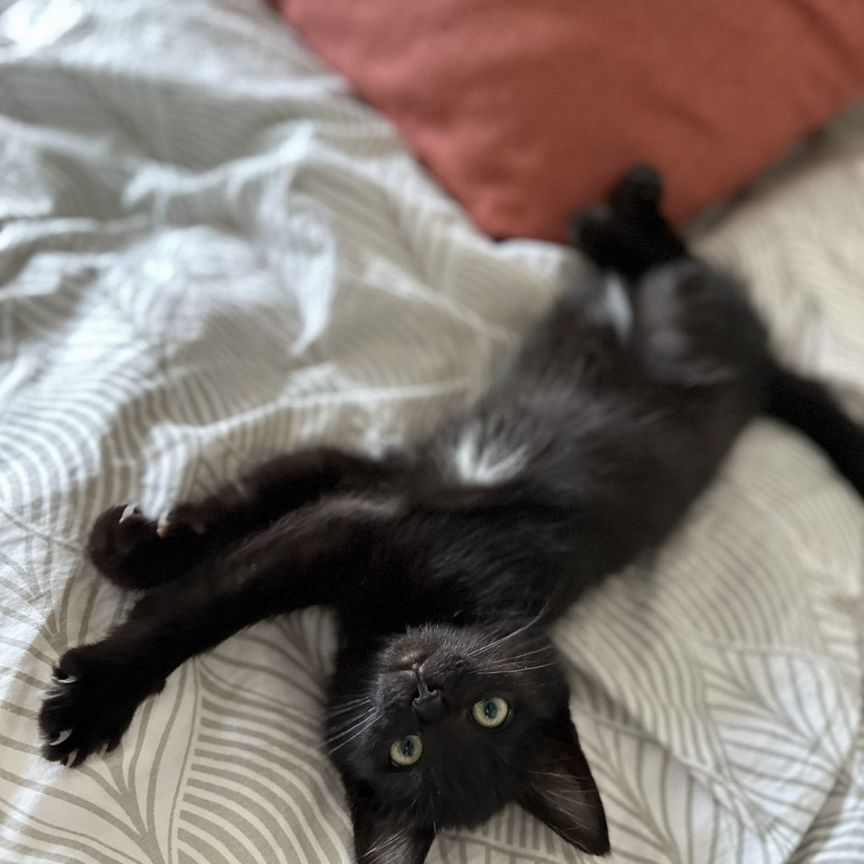 Кошечка Фаня 3мес