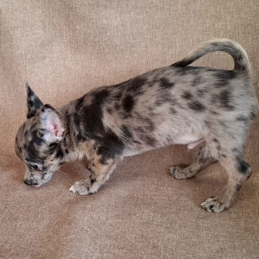 Очаровательный мальчик