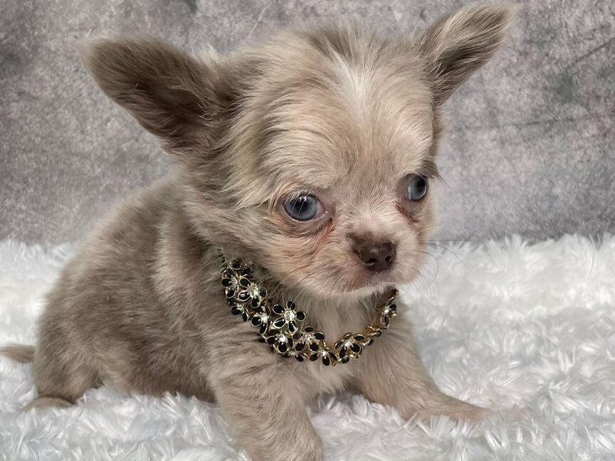 Сладкая вата