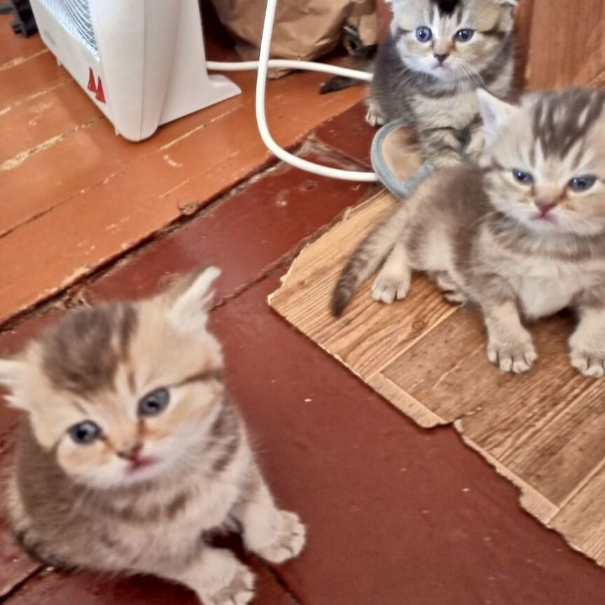 Шотландский вислоухий короткошёрстный котёнок