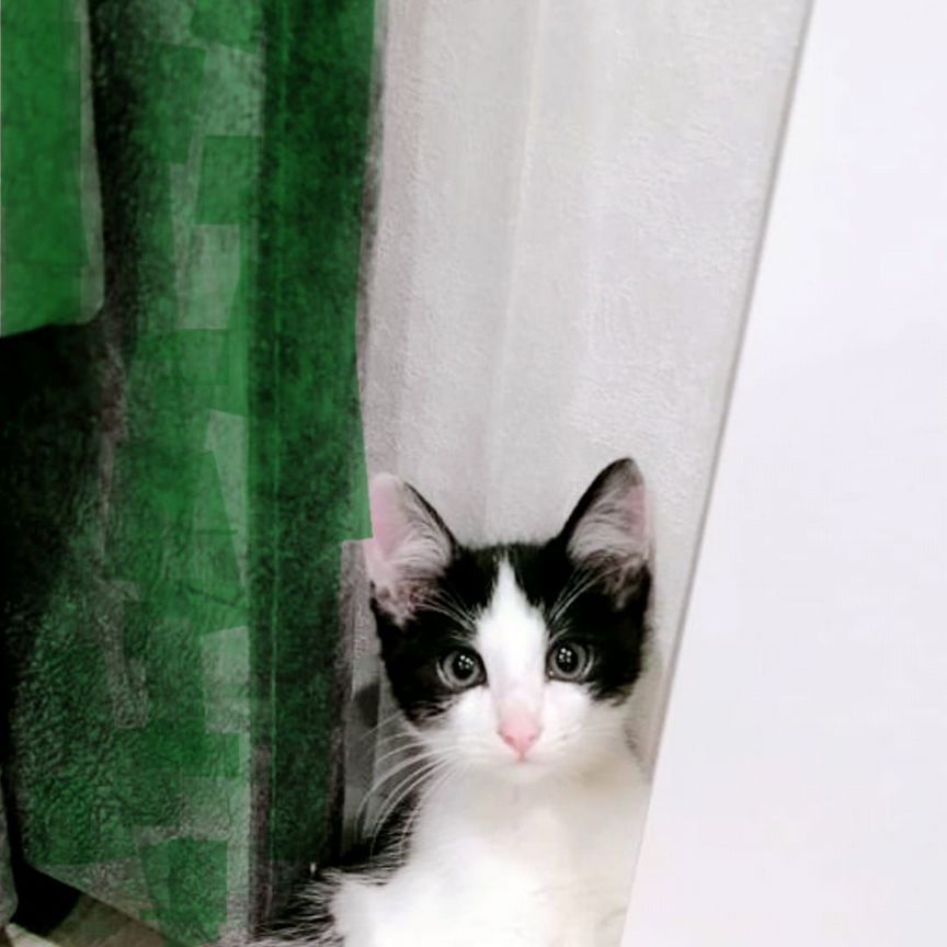 Ласковый котик в добрые руки