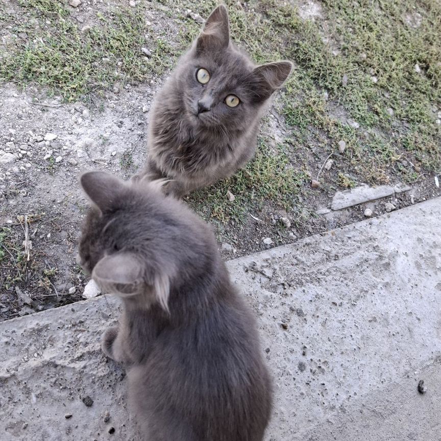 Кошечки