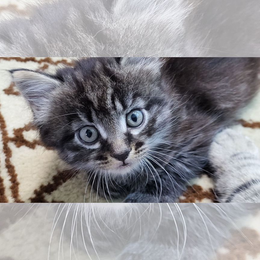 Продам котёнка курильского бобтейла