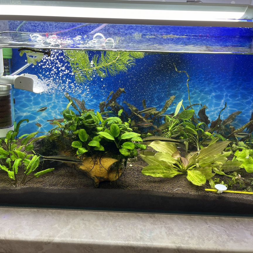 Аквариум с рыбками