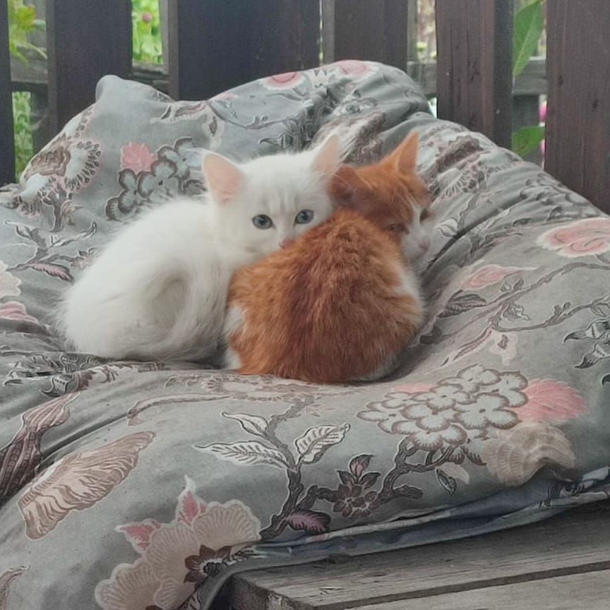 Котята в добрые руки