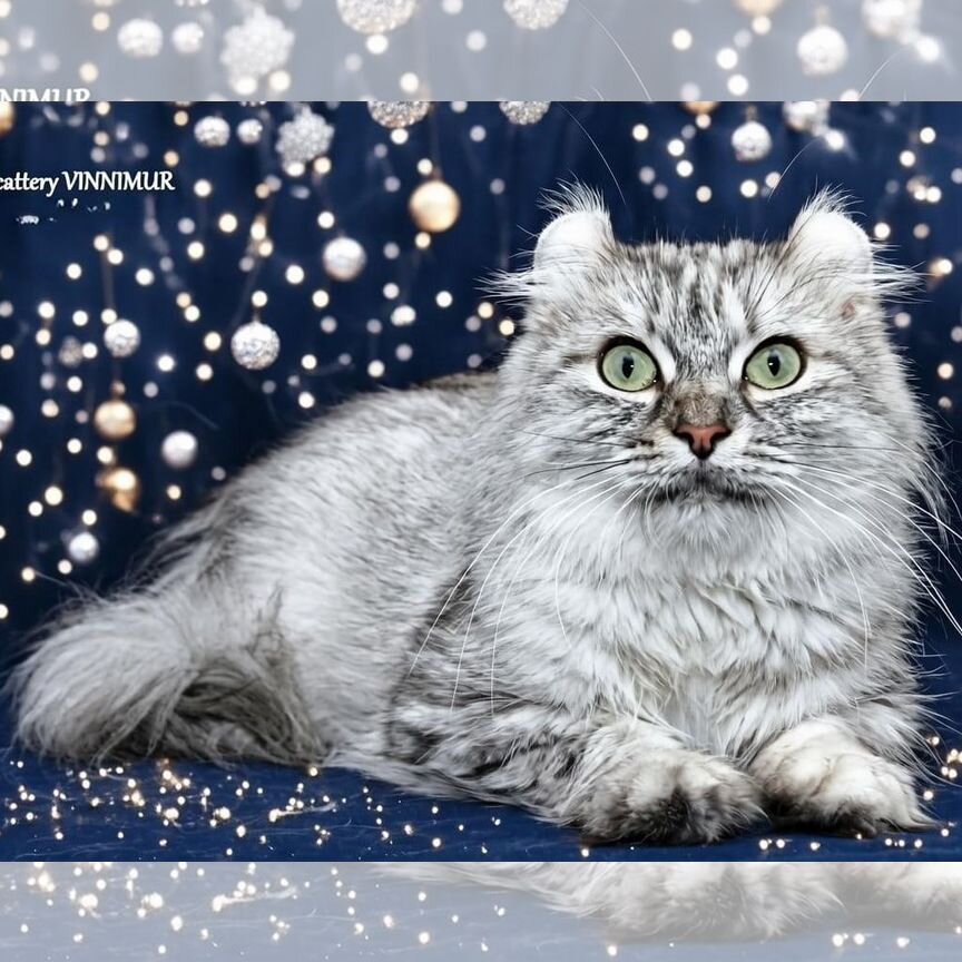 Американский кёрл длинношёрстный, взрослая кошка