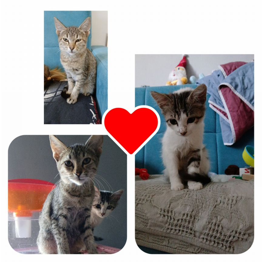 Котята в добрые руки