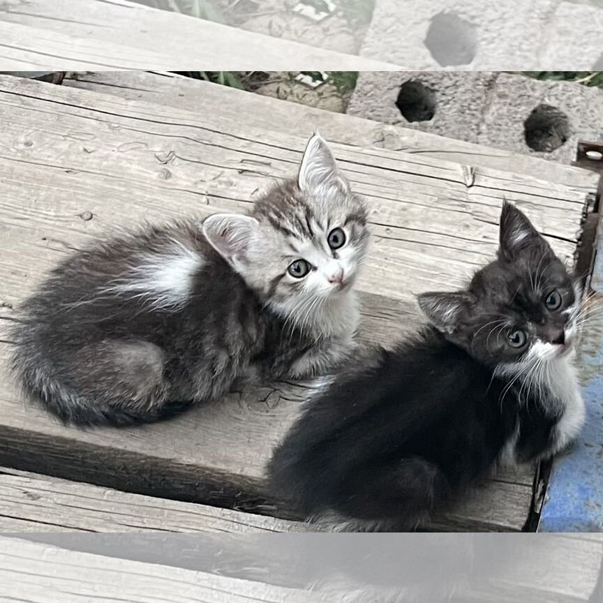 Отдать в дар котят