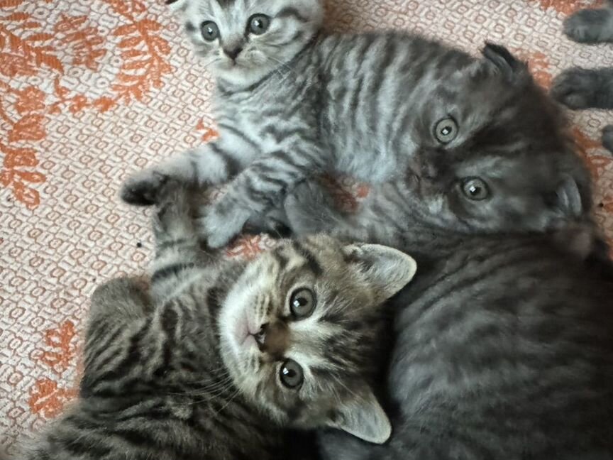 Продаются шотландские вислоухие котята