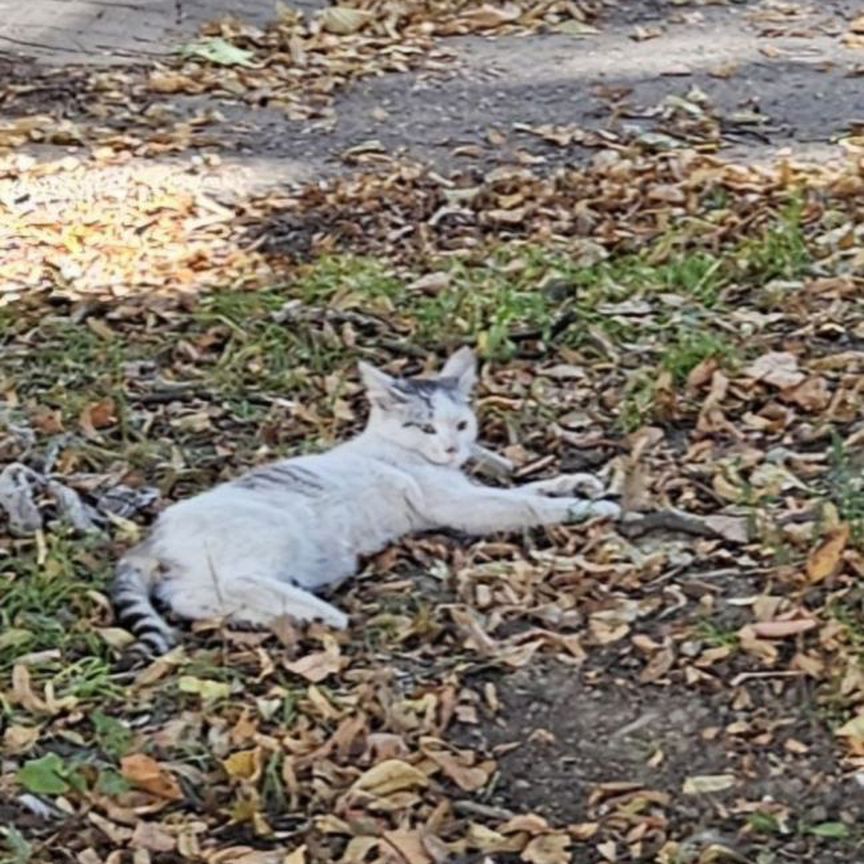 Котенок