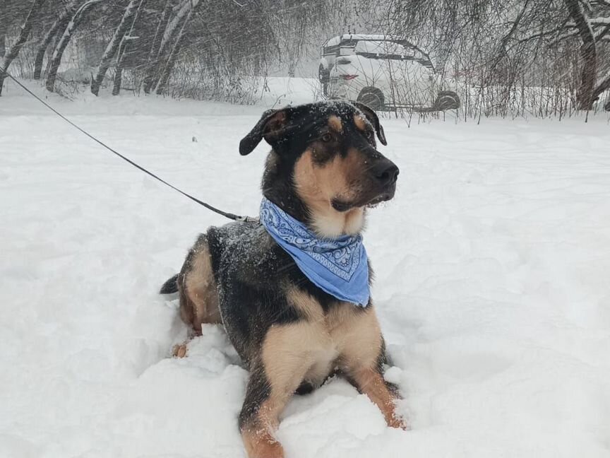 Щенок 9 мес, отстрел